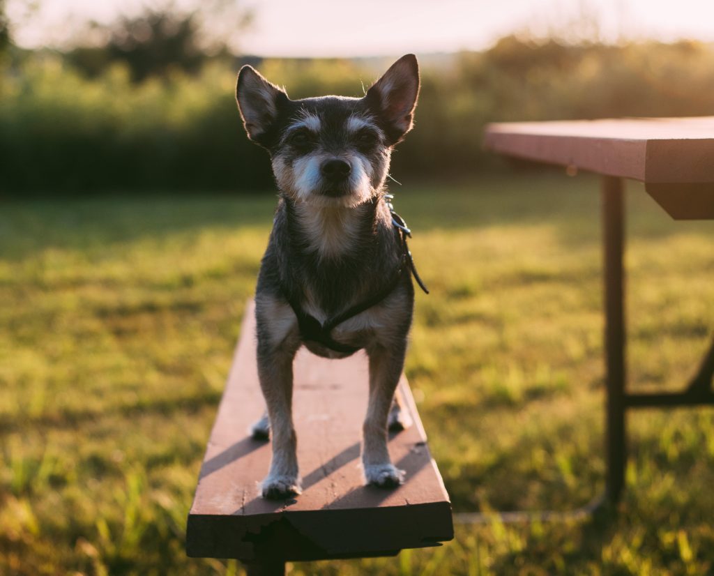 Board & Train Programs - Absolute K-9 Board & Train Programs - Absolute K-9