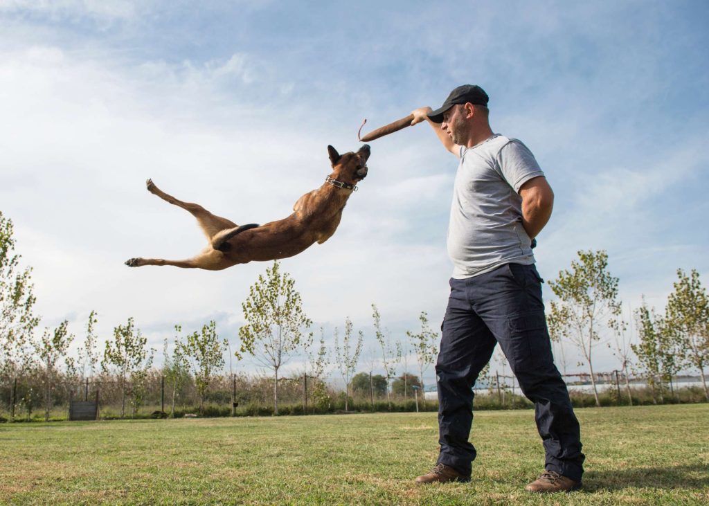 Available Trained Dogs in New Hope | Absolute Canine